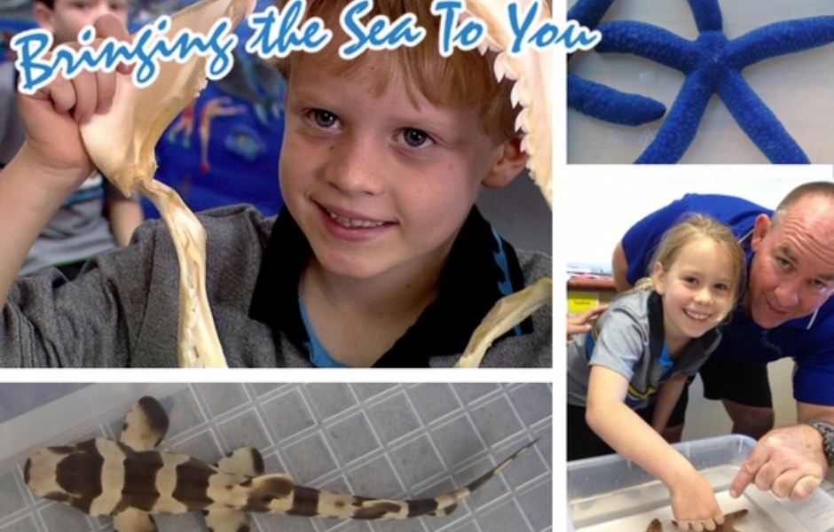 Ocean Life Education - Bringing The Sea To You — EducationHQ Australia