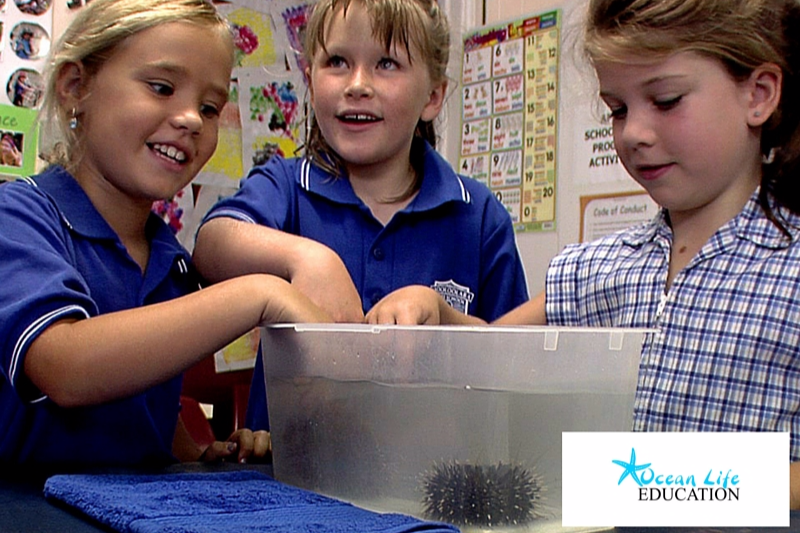 Ocean Life Education - Bringing The Sea To You — EducationHQ Australia