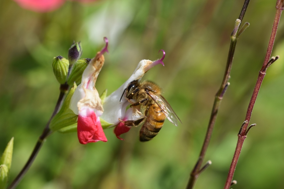 Students' citizen science making valuable contribution to bee ...