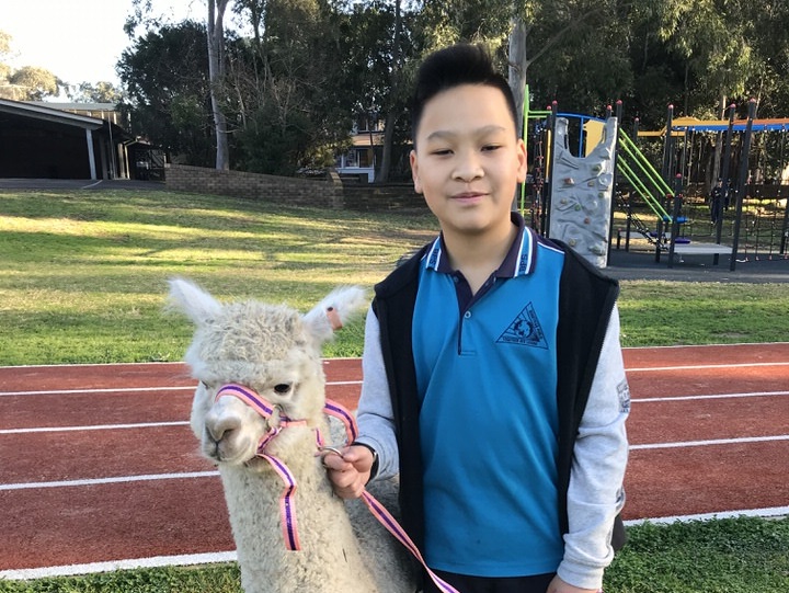 The unexpected benefits of bringing alpacas into a primary school ...