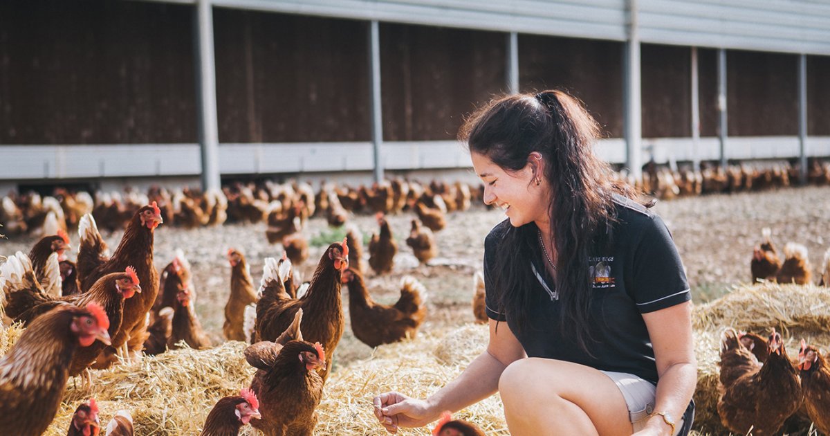 Virtual hatchery connecting the farm to the classroom to eggs-plain the egg industry — EducationHQ