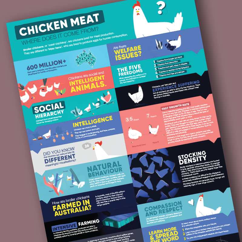 Infographic - Chicken Meat: Where Does It Come From? — EducationHQ