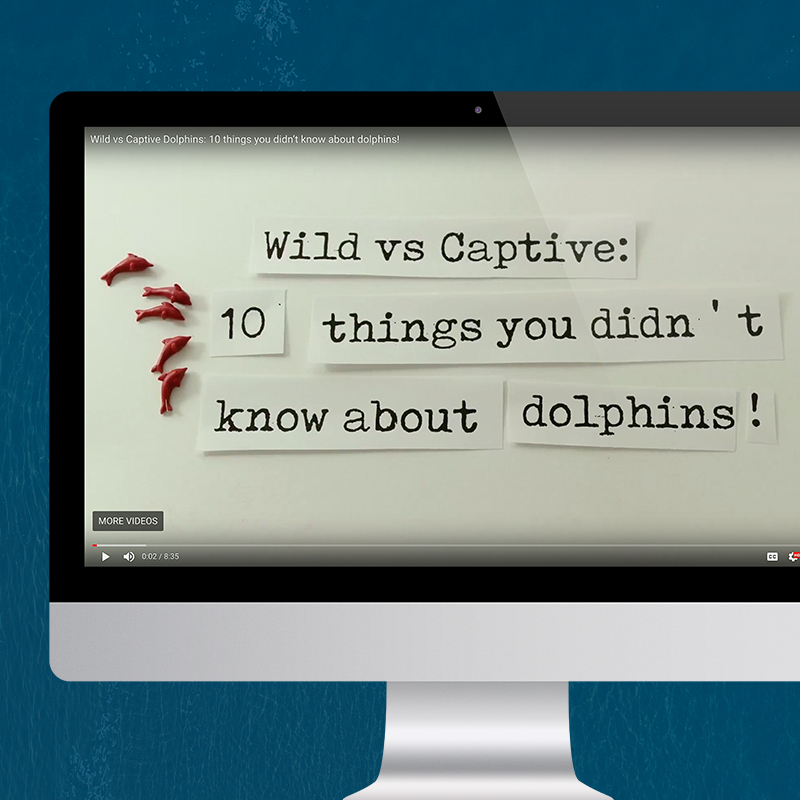 Video - Wild vs. Captive: 10 things you didn't know about dolphins ...