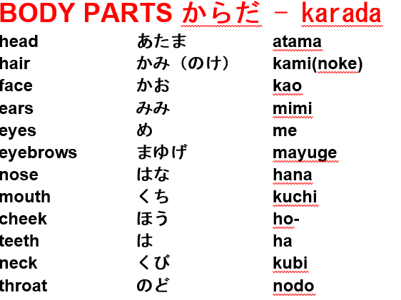 Body parts list — EducationHQ