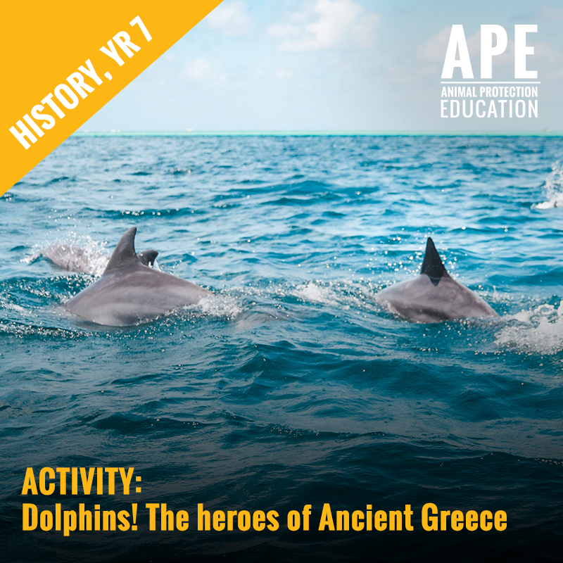 Lesson Plan - Dolphins in Captivity - History Year 7 - Historical ...