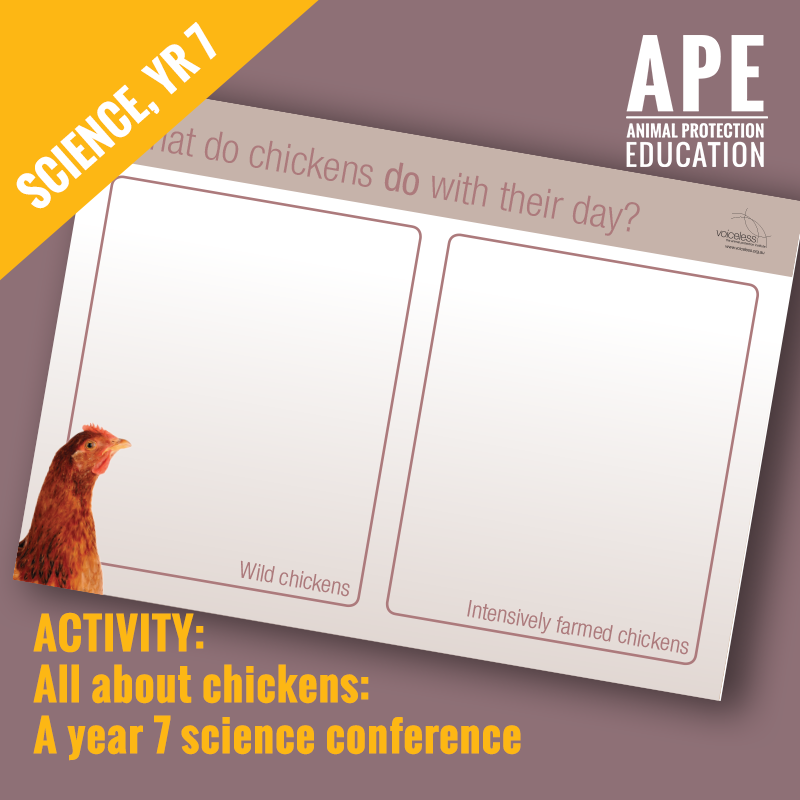 Lesson Plan - Broiler Chicken Welfare - Science Year 7 - Science ...