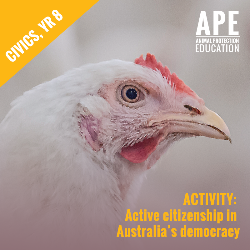 Lesson Plan - Broiler Chicken Welfare - Civics and Citizenship Year 8 ...