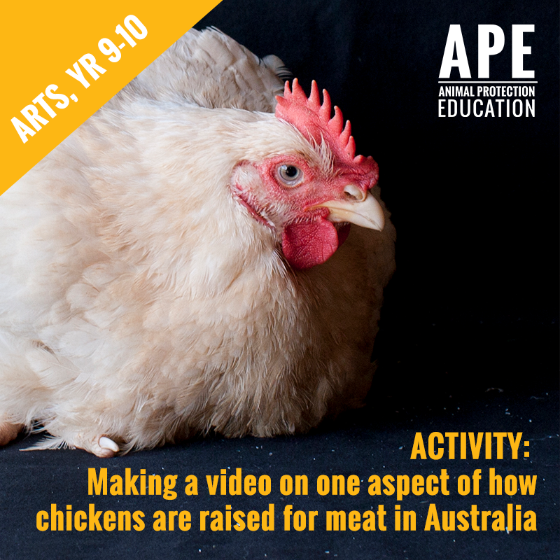 Lesson Plan - Broiler Chicken Welfare - Arts, Year 9-10 - Media Arts ...