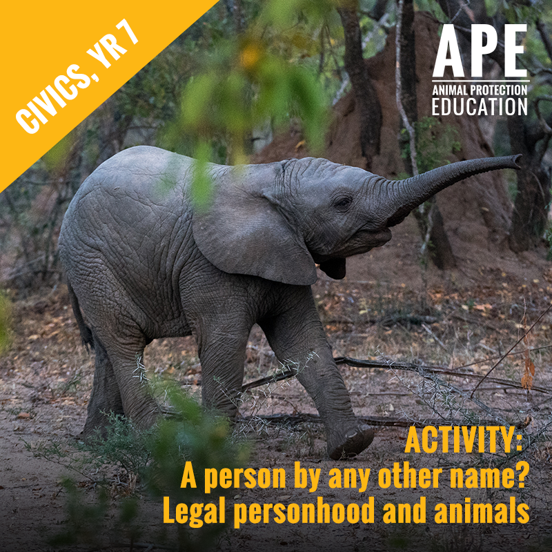 Lesson Plan - Legal Personhood - Civics, Year 7 — EducationHQ