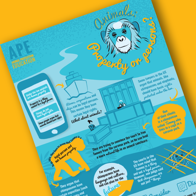 Infographic - Animals: Person or Property? — EducationHQ