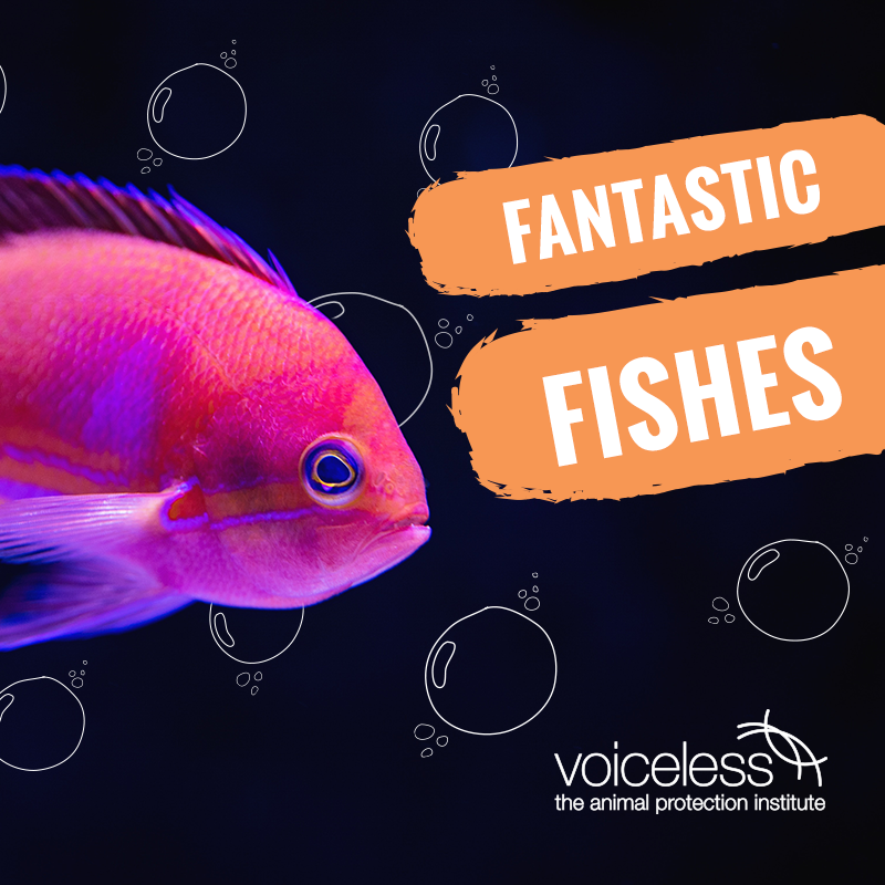 Fascinating Fishes Video and Glossary - Facts and Fishes - Science ...