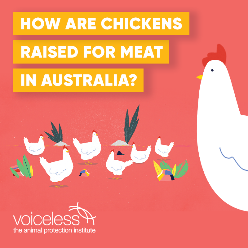 Video Transcript - How are Chickens Raised for Meat in Australia ...