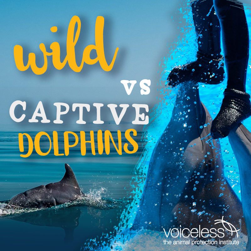 Video Transcript - Wild vs Captive Dolphins: 10 things you didn't know ...