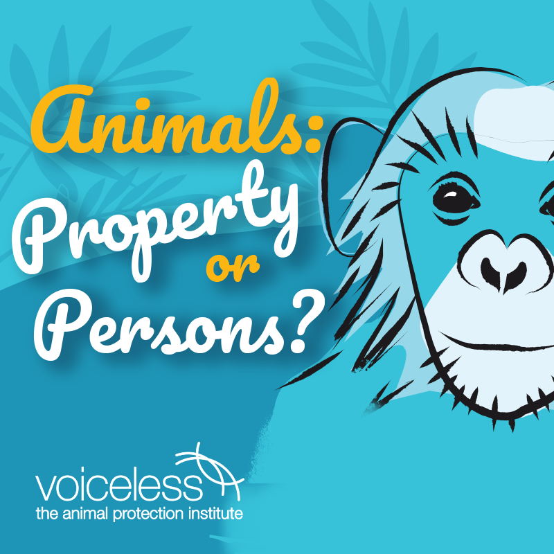 Video Transcript - Animals: Property or Persons? — EducationHQ